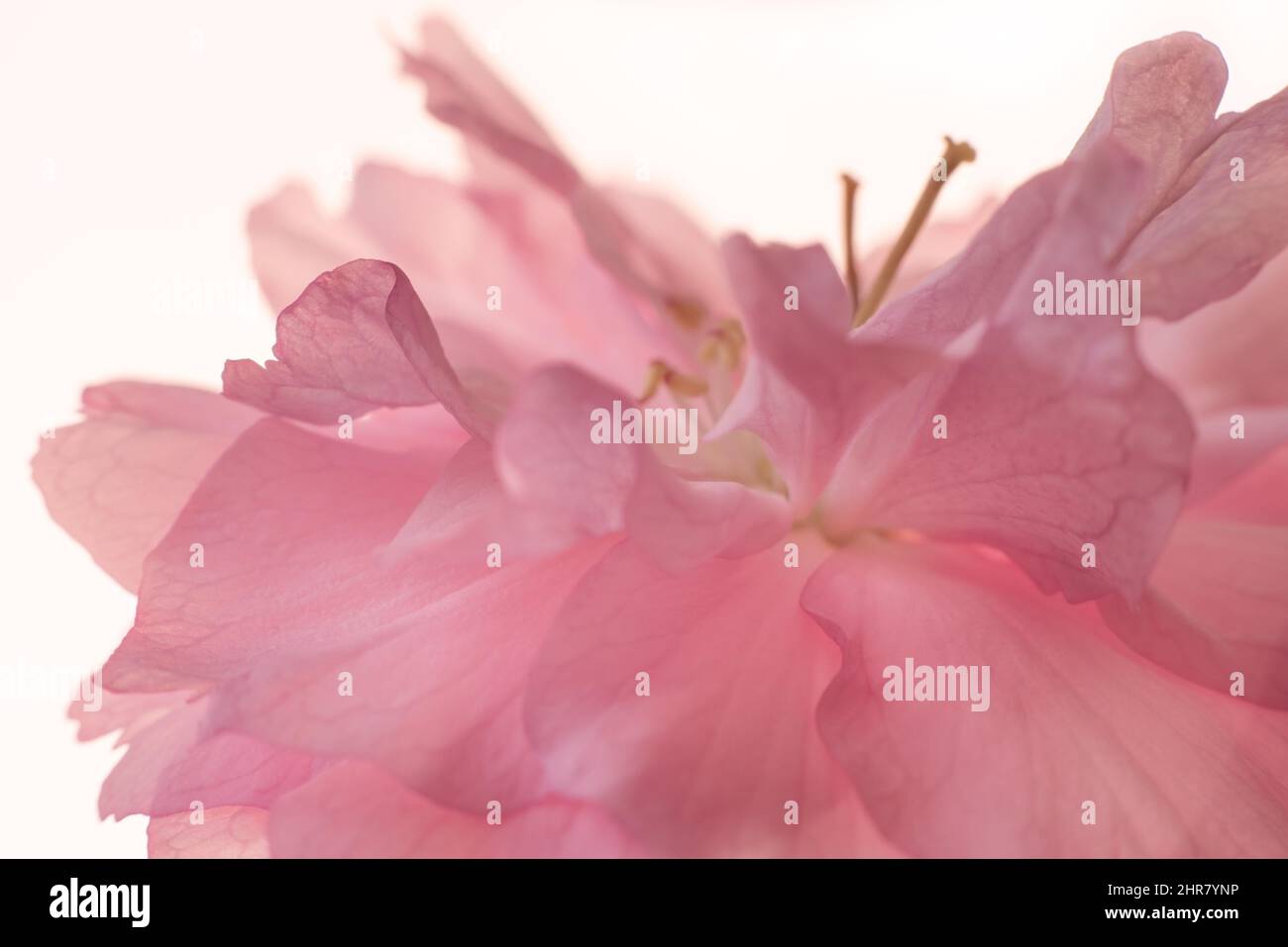 Purple crocus flowers bouquet hi-res stock photography and images - Alamy