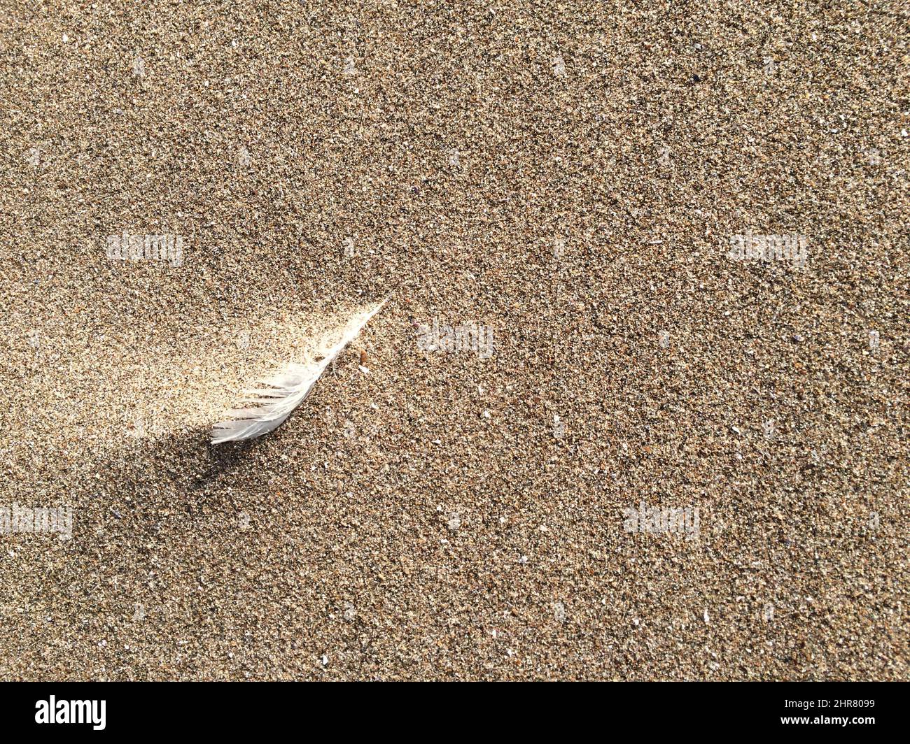 feather on a sandy beach on a windy day blowing the sand grains Stock ...