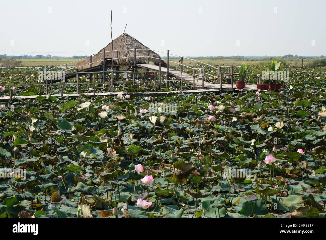 Lotus (lotos, nelumbo) farm with water wheel, Siem Reap, Cambodia Stock ...