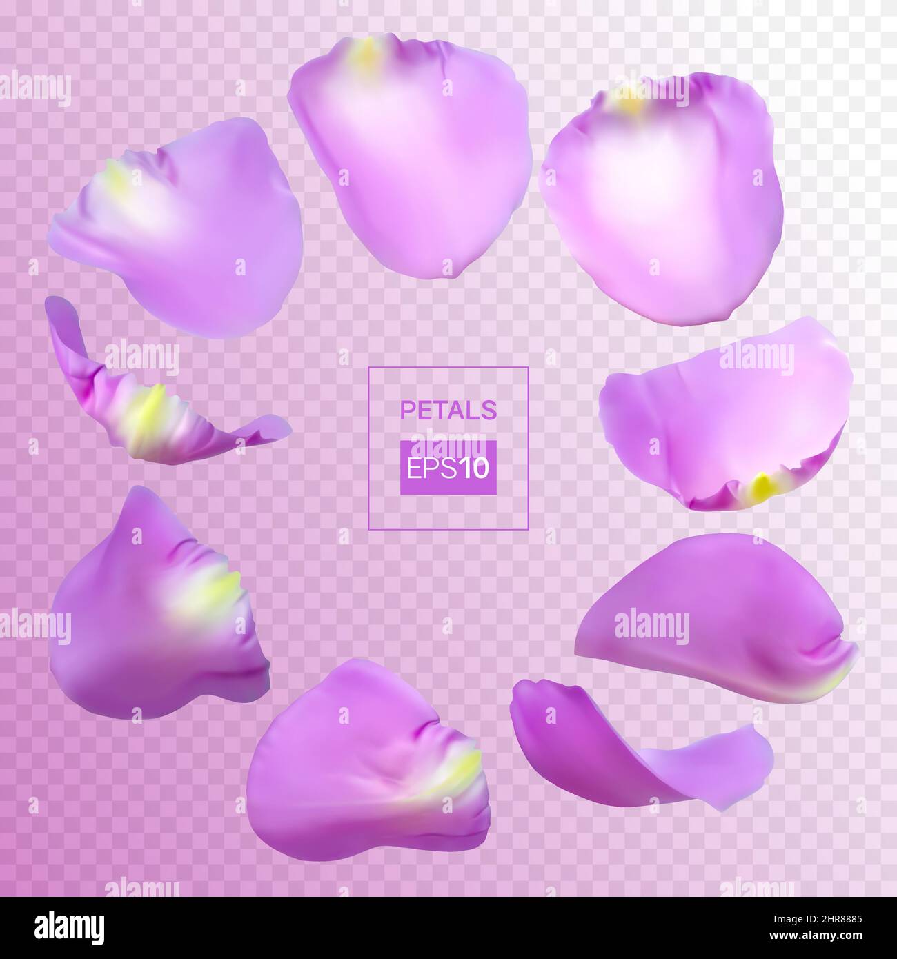 Realistic rose petals. Vector illustration with mesh gradients Stock ...