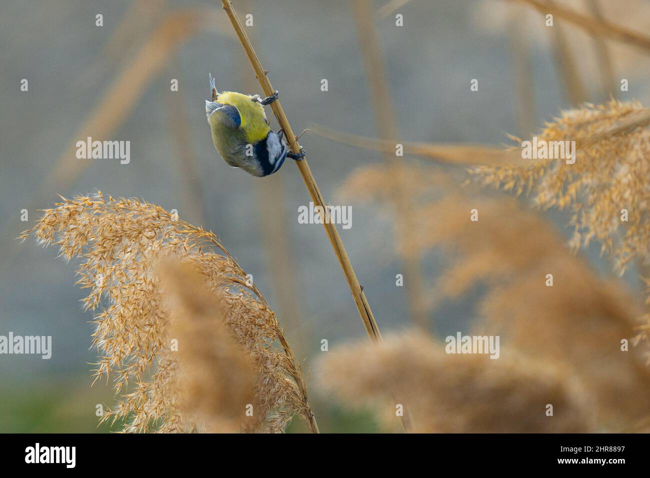 Selective of a Eurasian blue tit (Cyanistes caeruleus) on a reed Stock ...