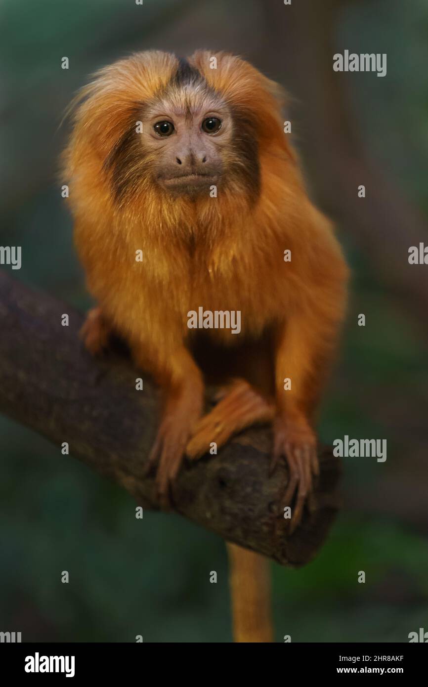 Golden lion tamarin eating hi-res stock photography and images - Alamy