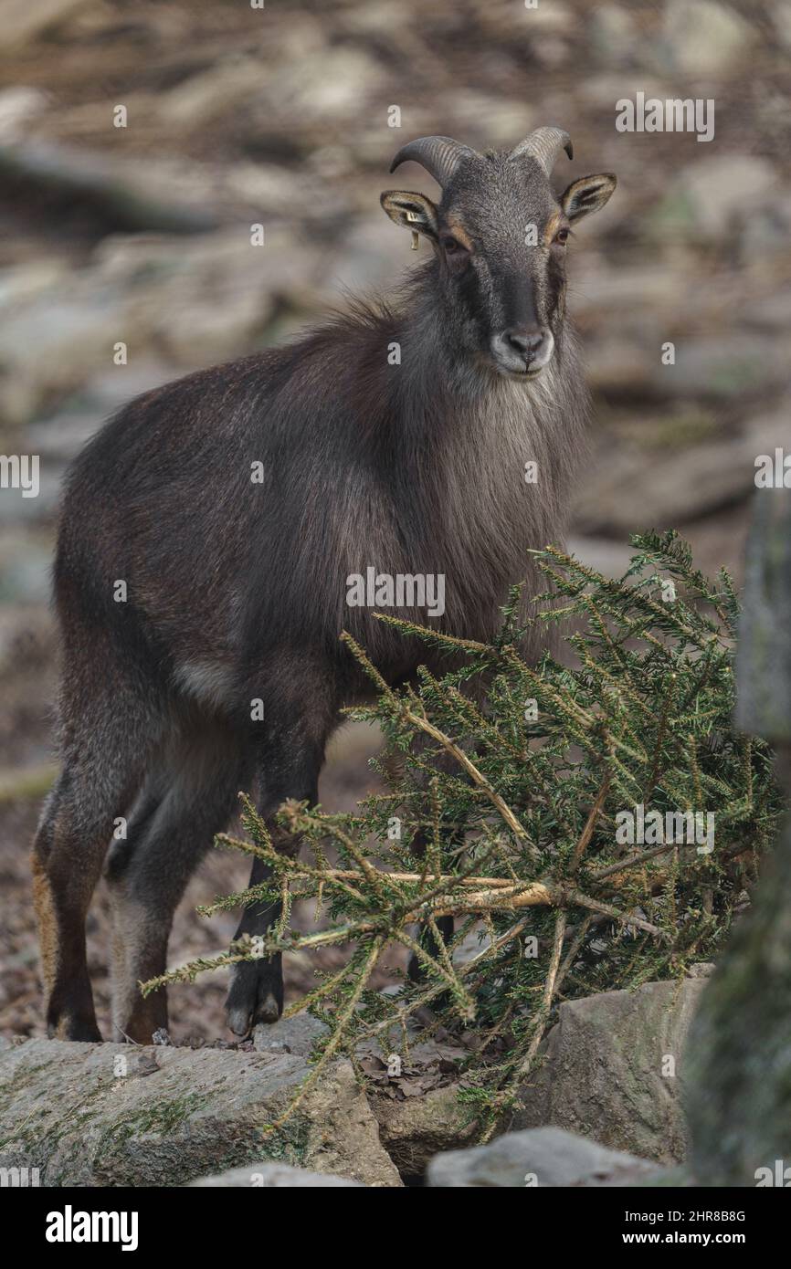 Alpine cattle goats hi-res stock photography and images - Alamy