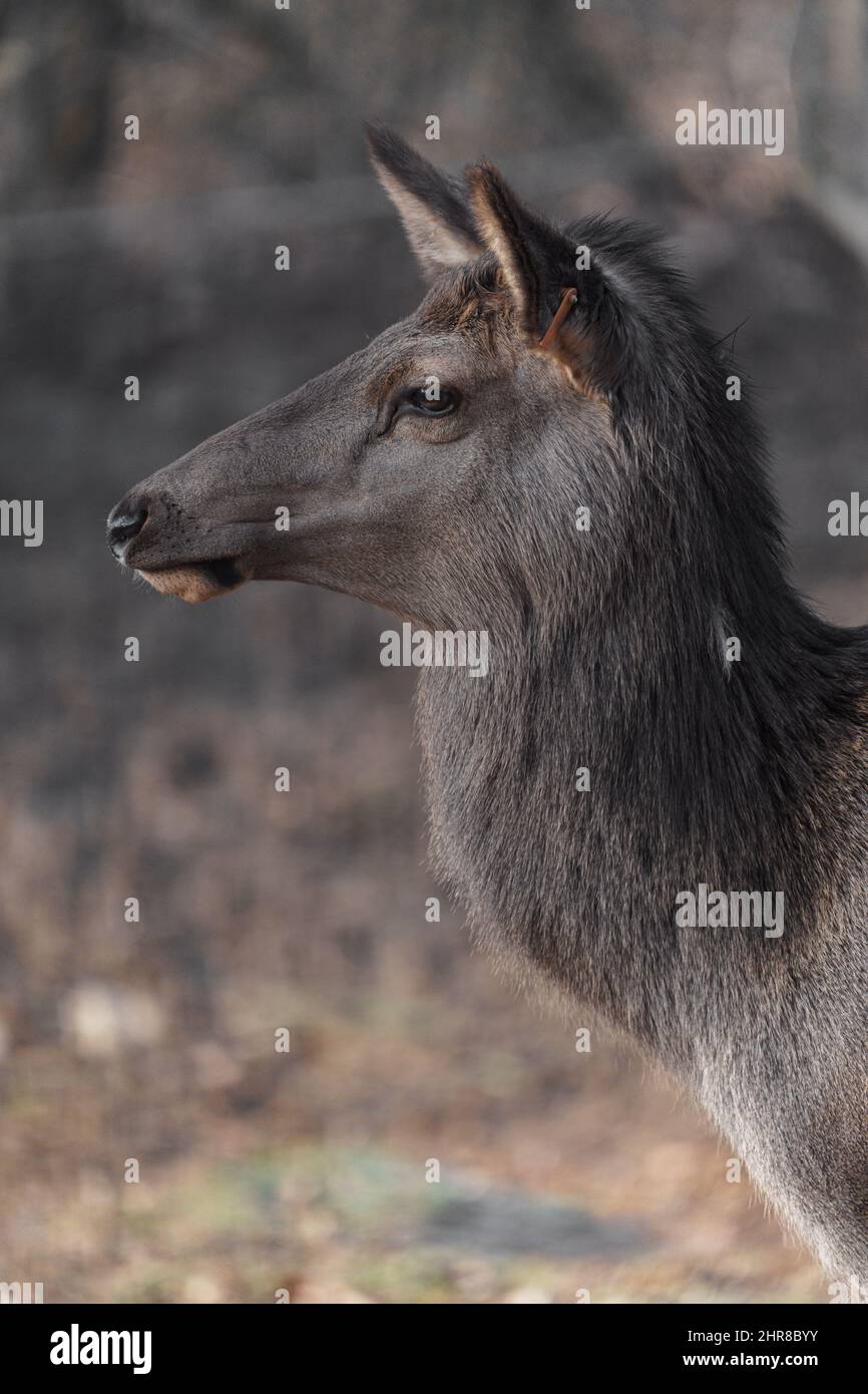 Altai wapiti hi-res stock photography and images - Alamy