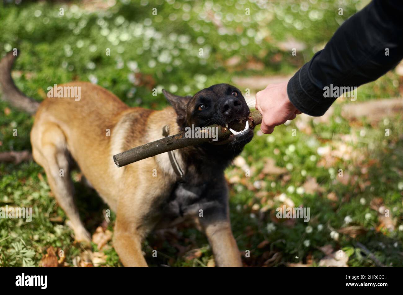 Biting down hard. A strong alsatian pulling a stick with his master ...