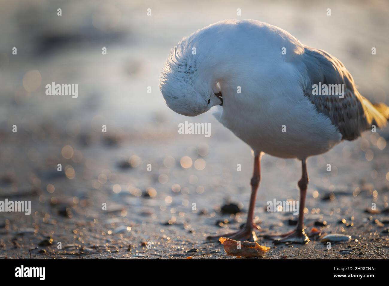 Seagull bending its head and preening its feathers at sunrise Stock ...