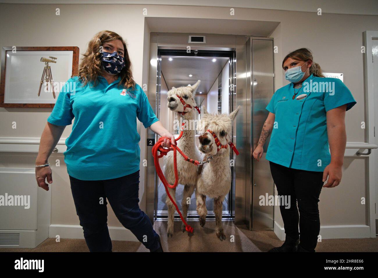 Sarah Tickle (left) and Isabelle Titley guide two alpacas out of a lift ...