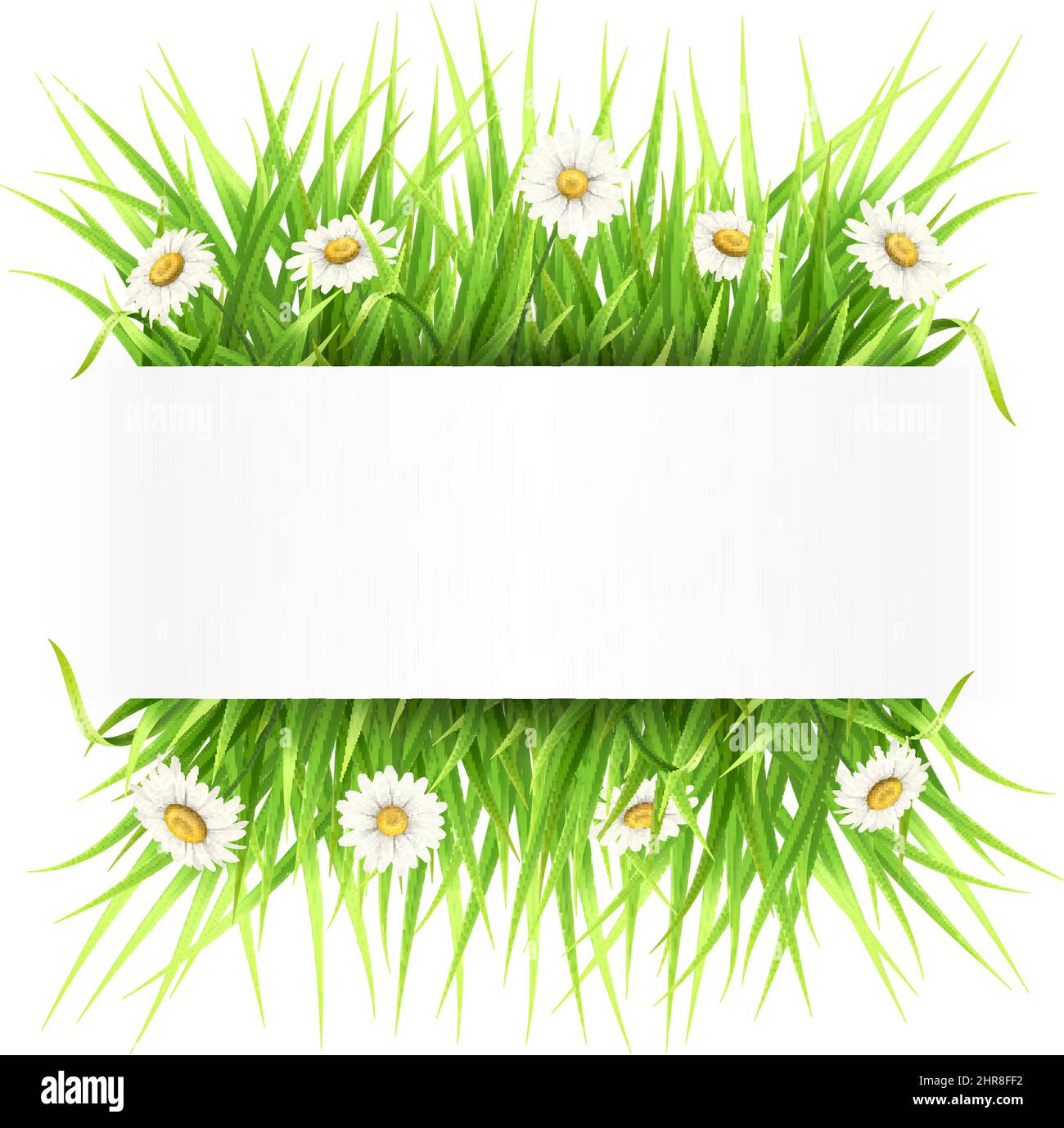 Label with green grass and daisies Stock Vector Image & Art - Alamy