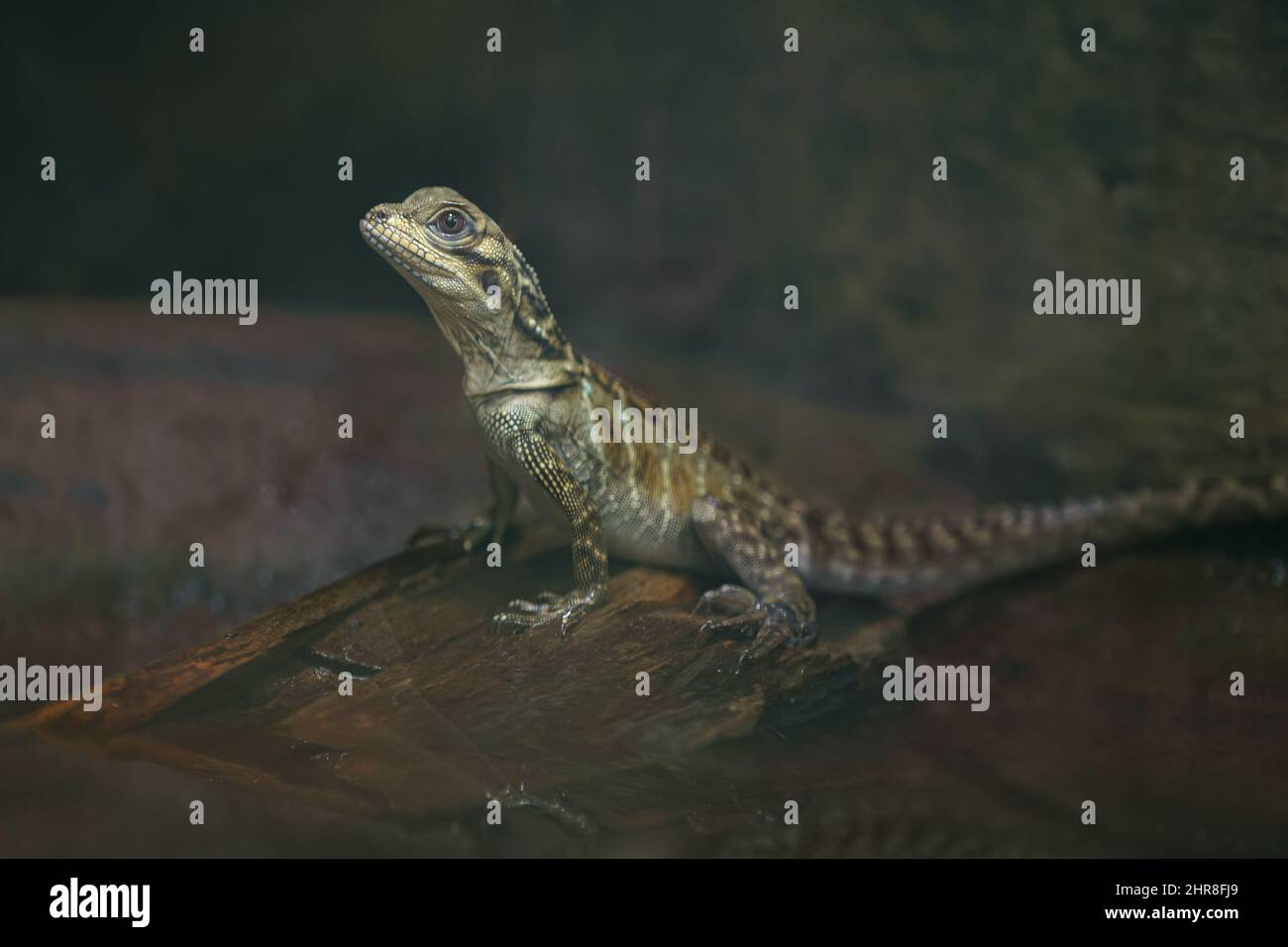 Philippine lizard hi-res stock photography and images - Alamy