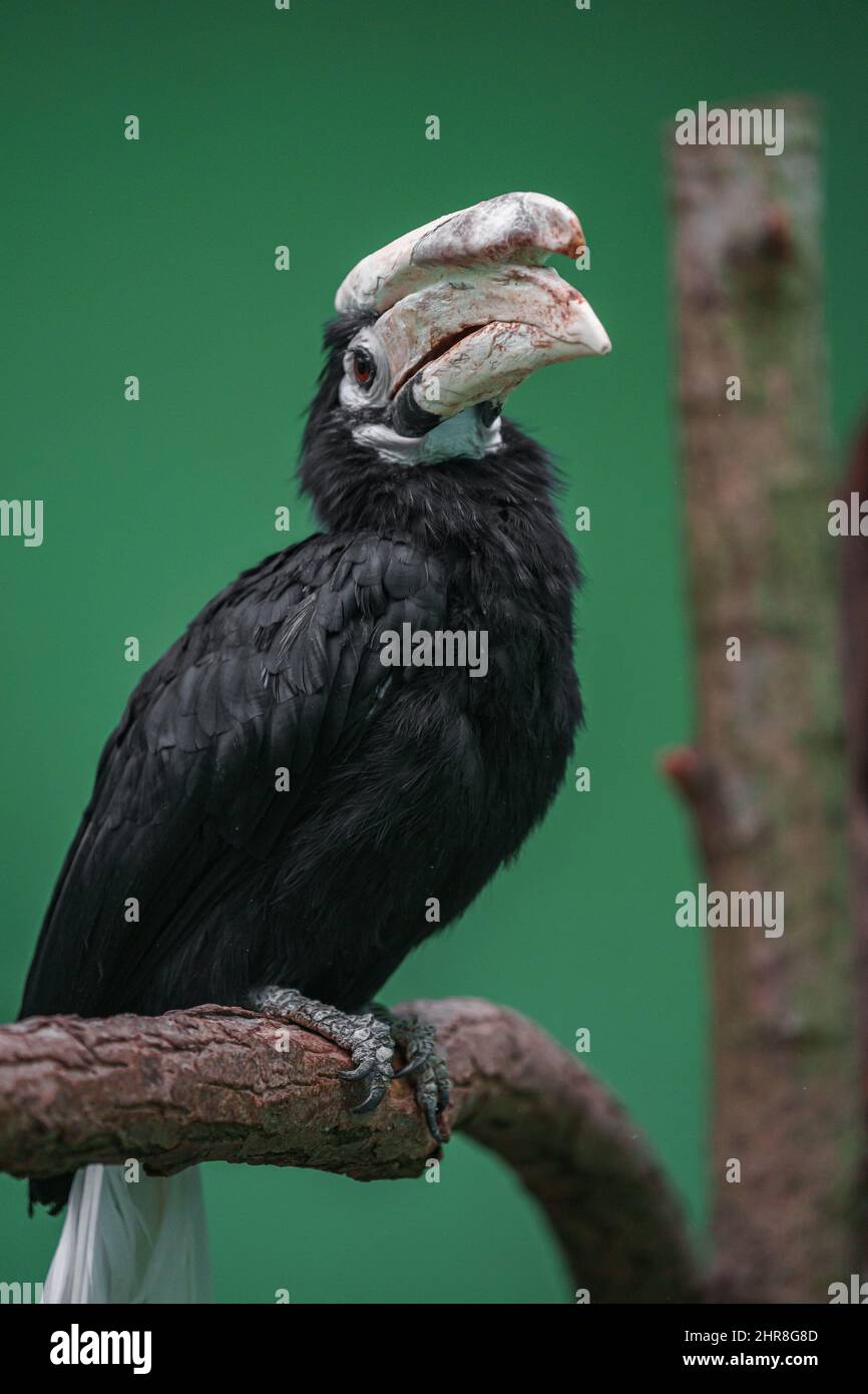 Palawan hornbill hi-res stock photography and images - Alamy