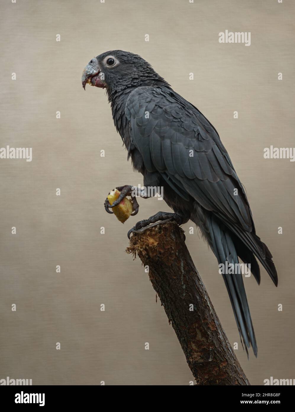 Vasa parrot hi-res stock photography and images - Alamy