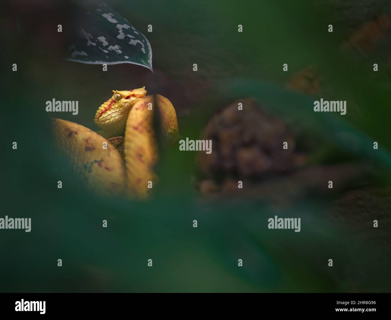 Blue pit viper snake hi-res stock photography and images - Alamy