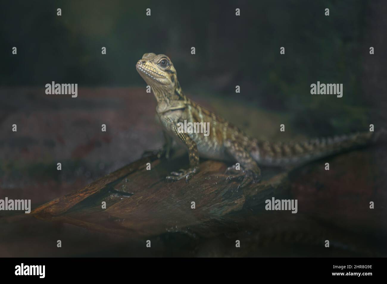 Philippine lizard hi-res stock photography and images - Alamy