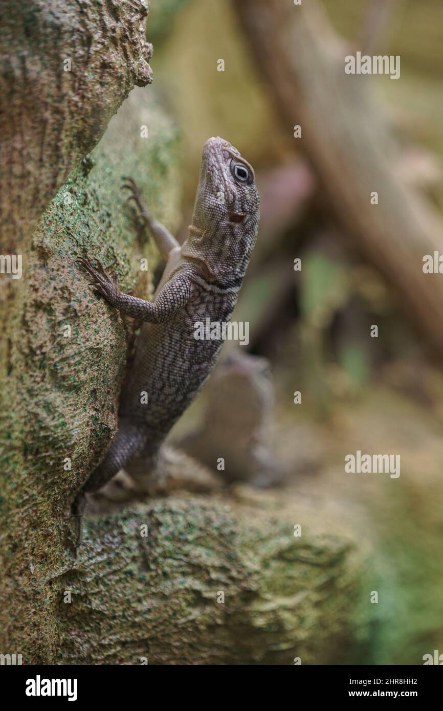 Swift predator hi-res stock photography and images - Alamy