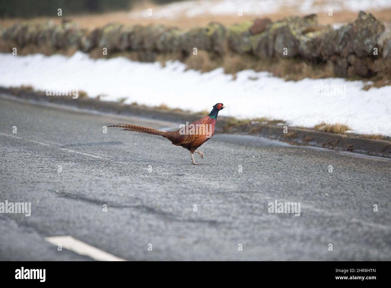 Pheasant crossing road hi-res stock photography and images - Alamy