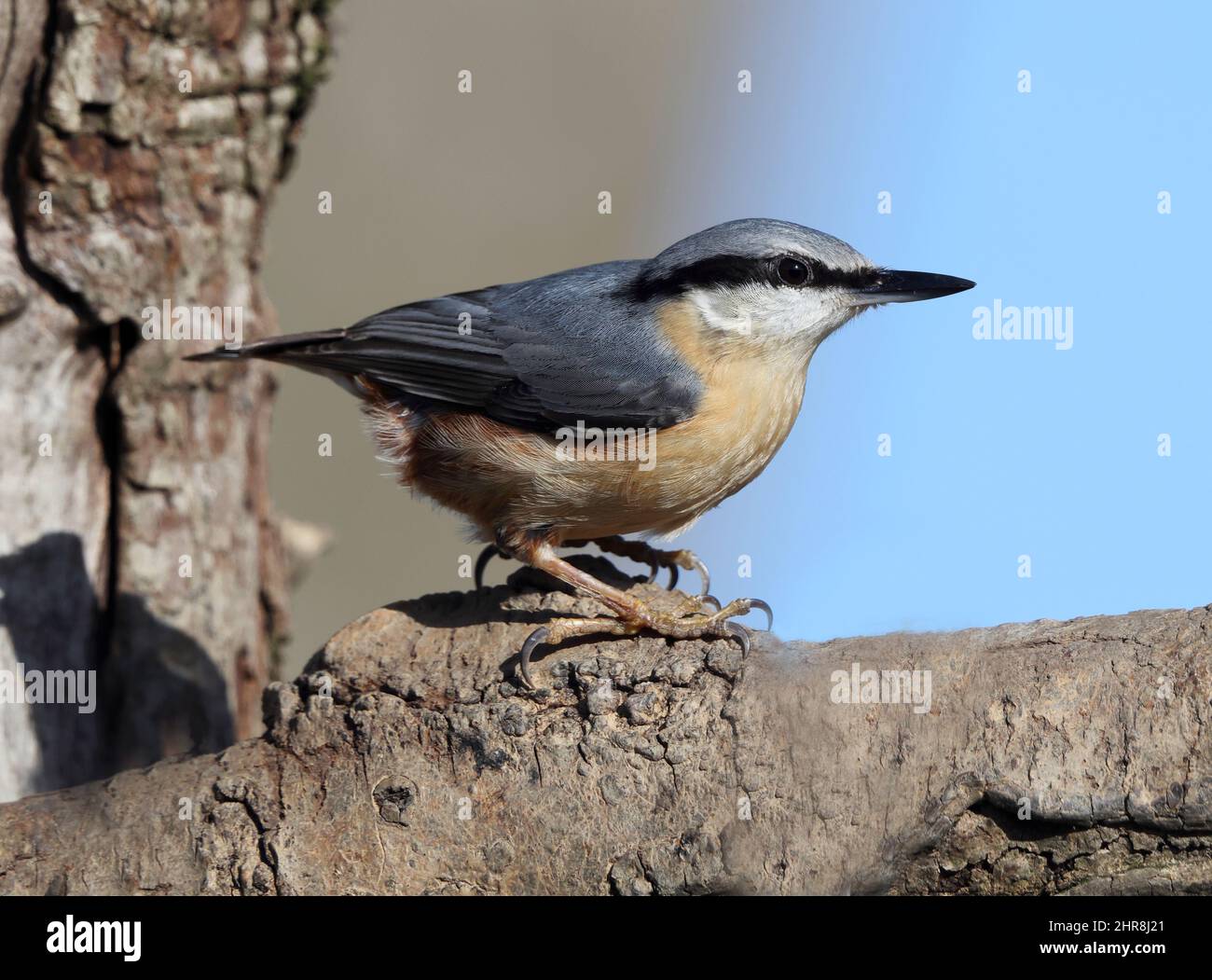 Nuthatch on a tree trunk in winter time in Winchcombe Gloucestershire ...