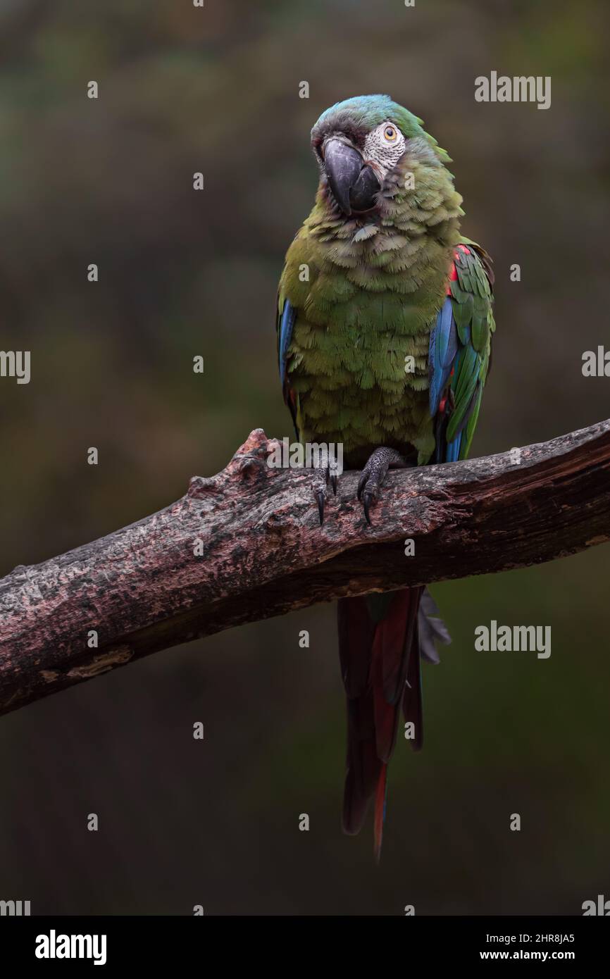 Chestnut fronted macaw south america hi-res stock photography and ...
