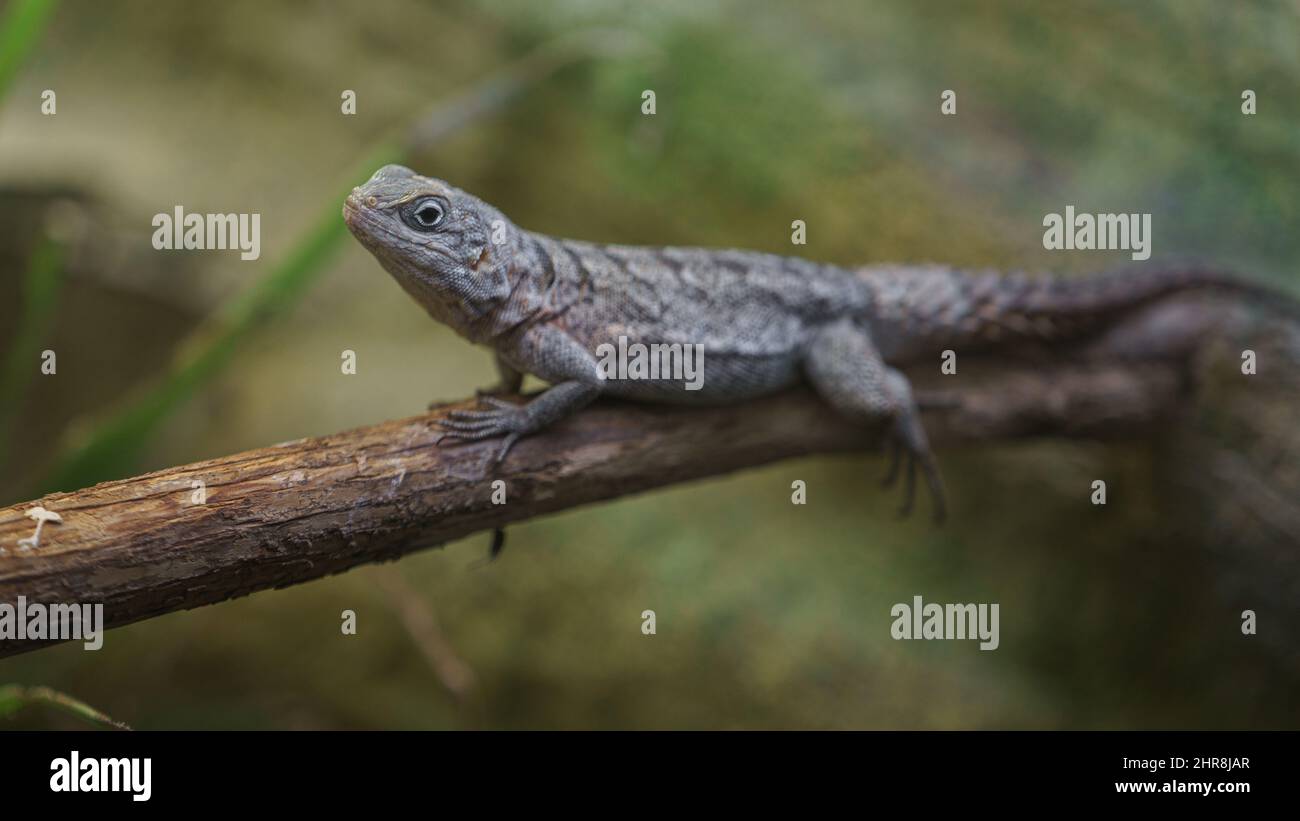 Swift predator hi-res stock photography and images - Alamy