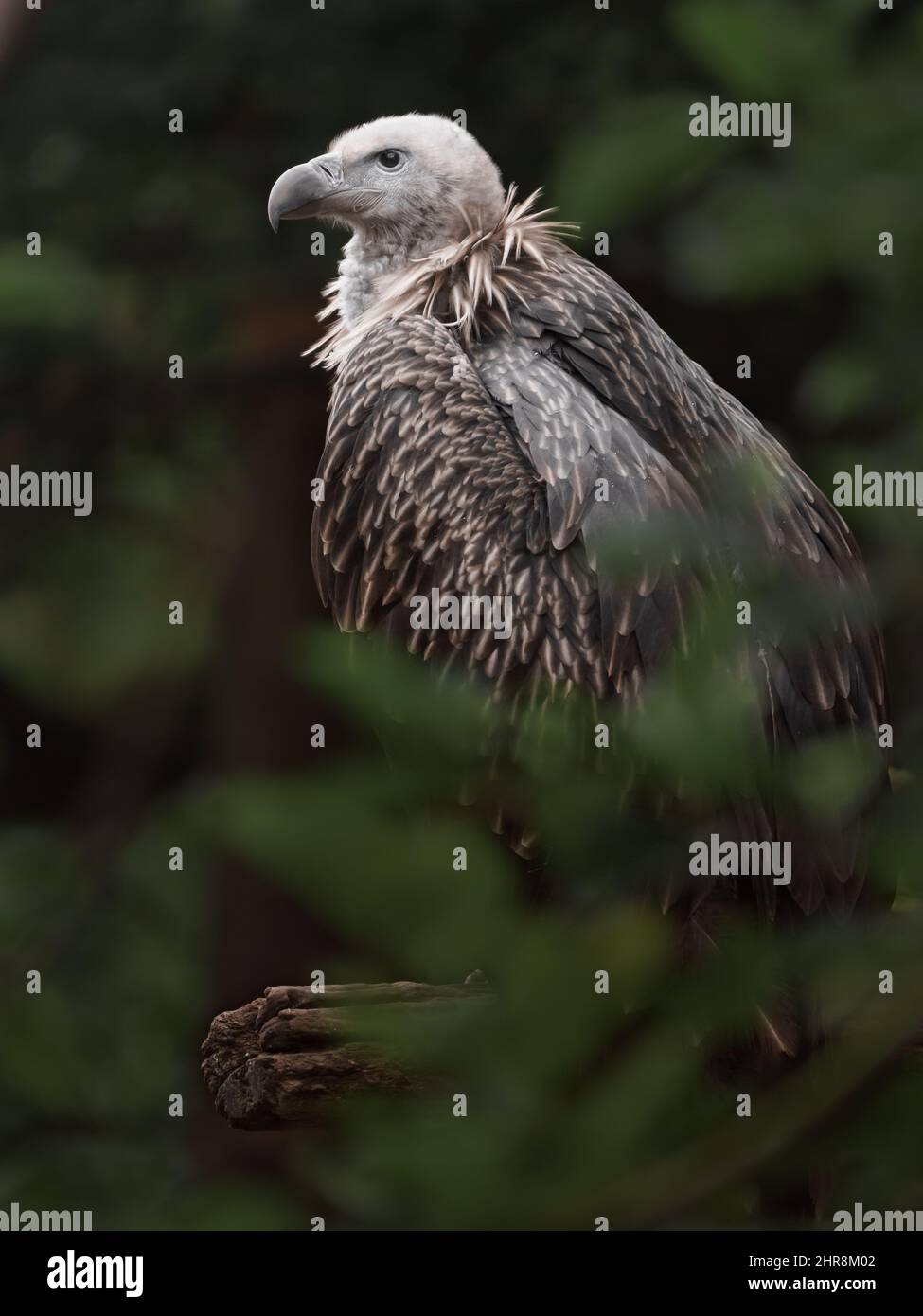 Himalayan eagle hi-res stock photography and images - Alamy