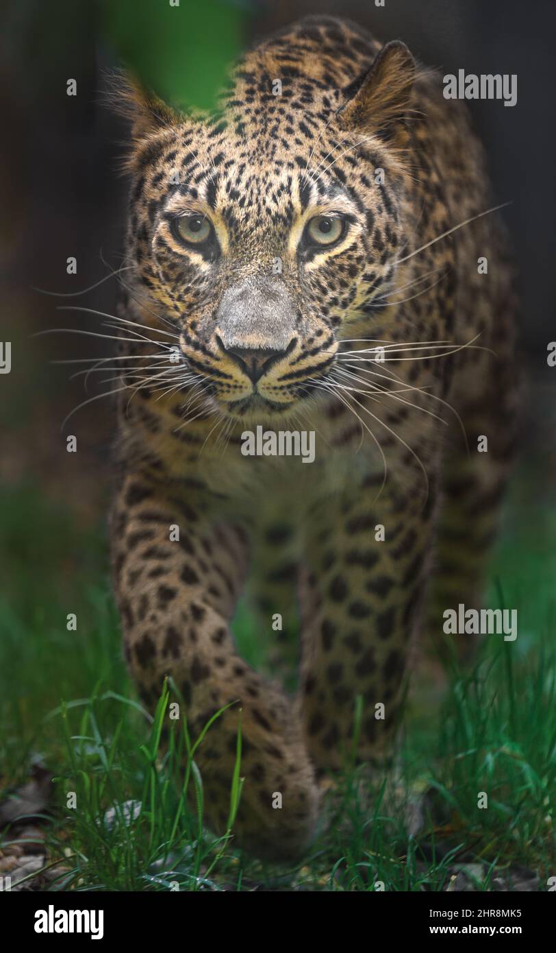 Portrait persian leopard hi-res stock photography and images - Alamy