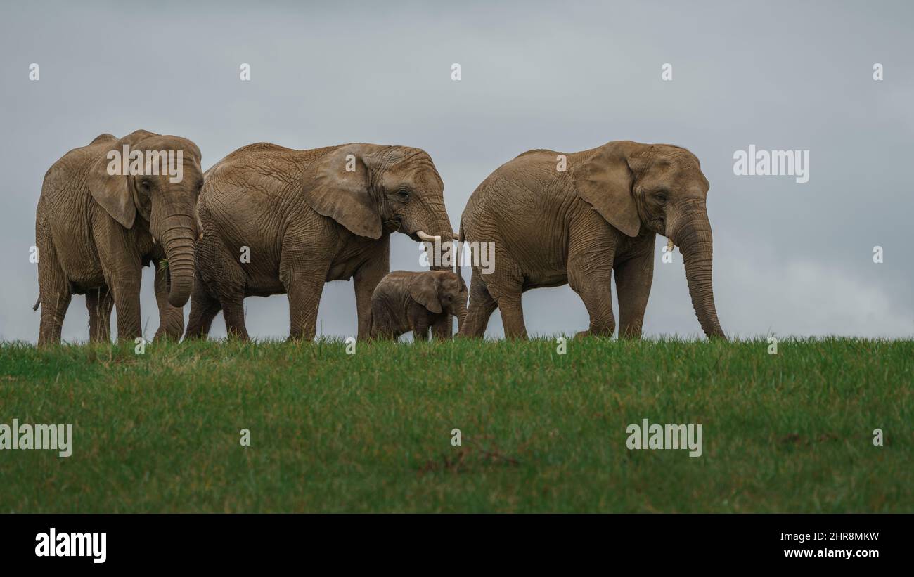 Eagle bald raptor bird endangered zoo hi-res stock photography and ...