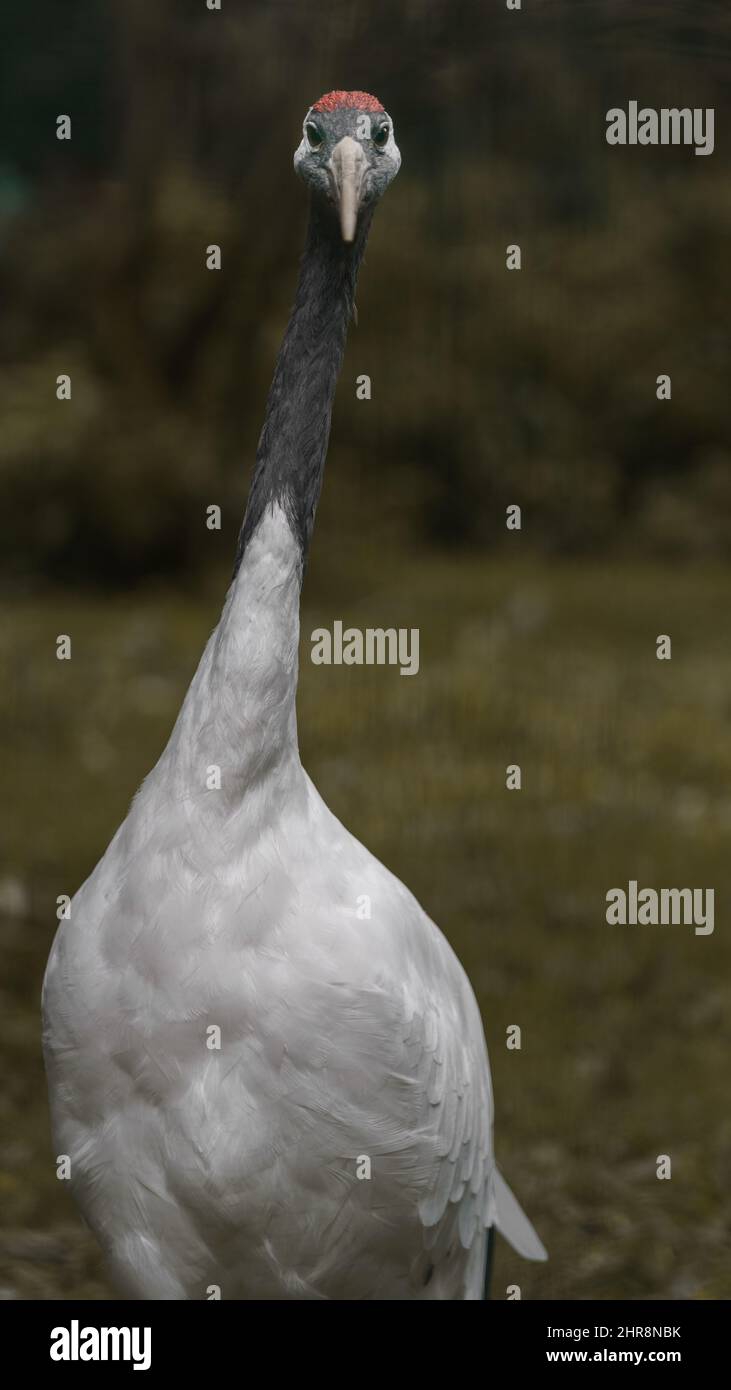 Little brown crane hi-res stock photography and images - Alamy