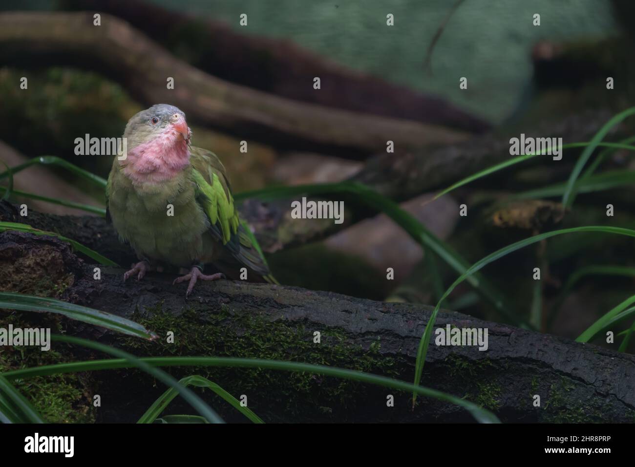 Princess parrot hi-res stock photography and images - Alamy