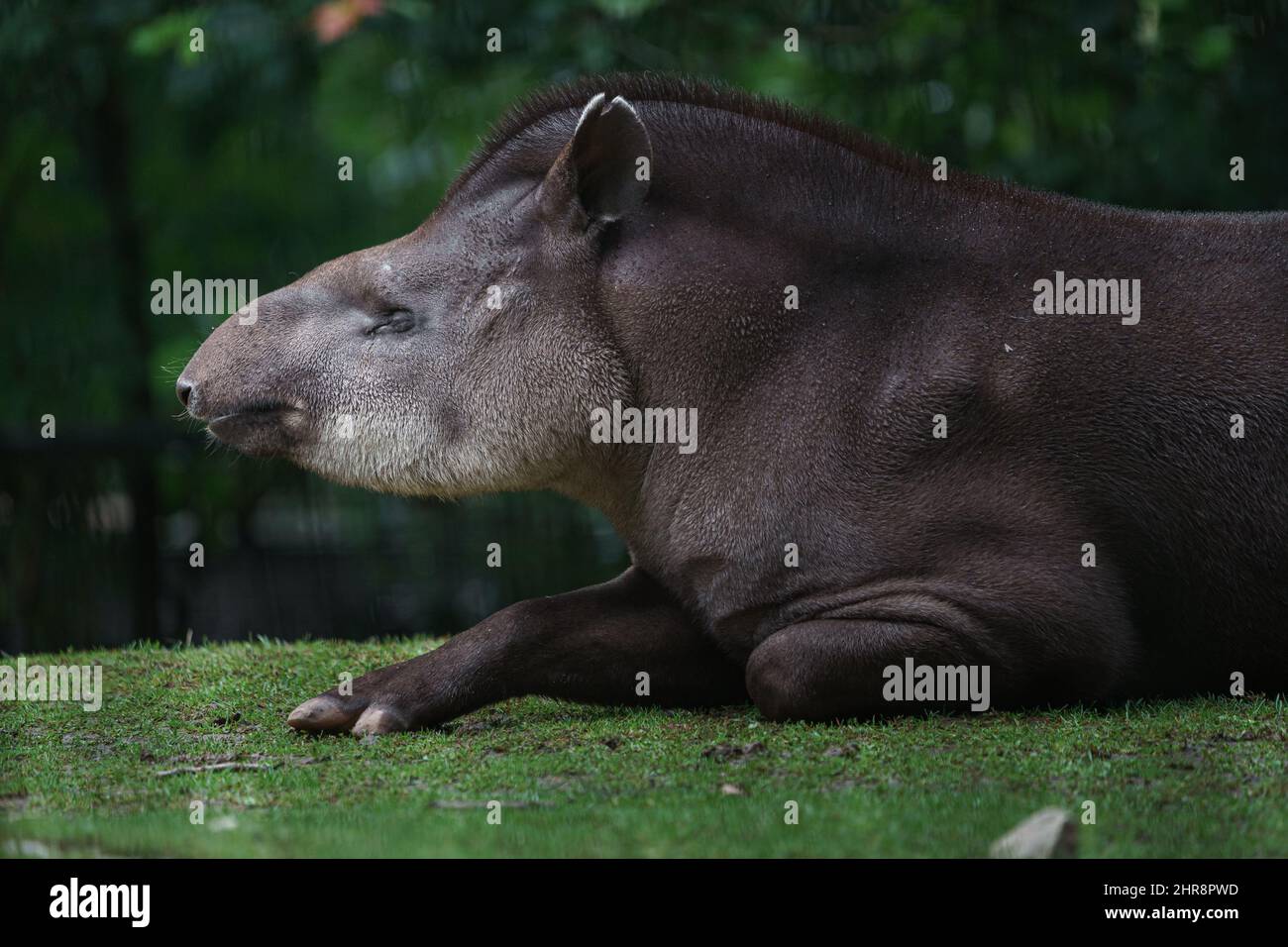 Hoofed feet hi-res stock photography and images - Alamy