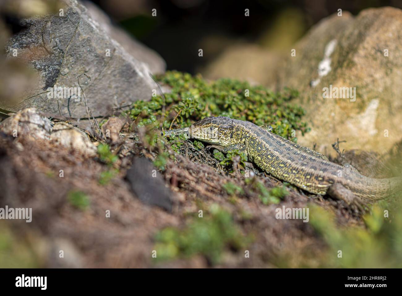 Small lizard with scaled skin closeup on a rocky terrain covered with ...