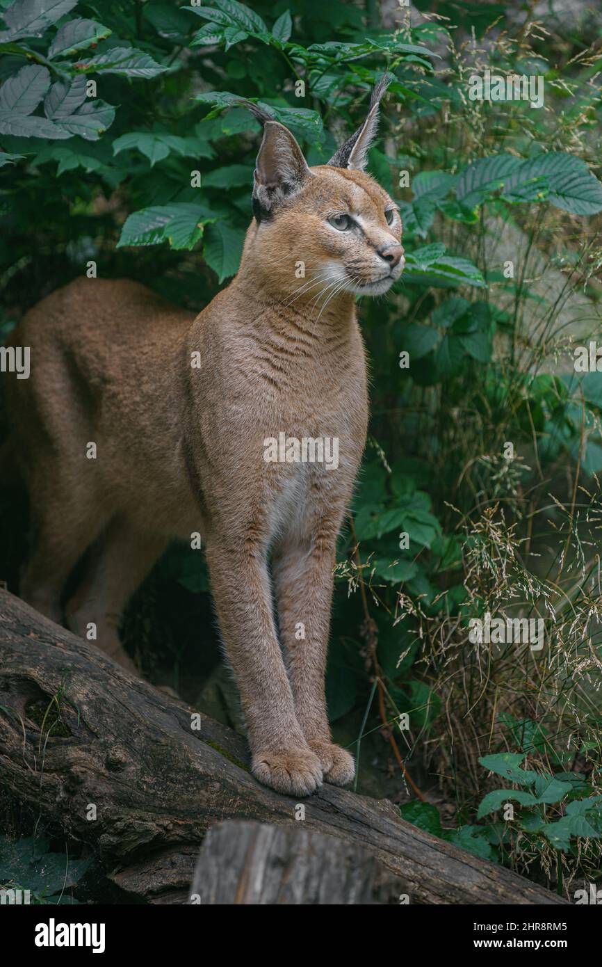 Caracal cat hunter hi-res stock photography and images - Alamy