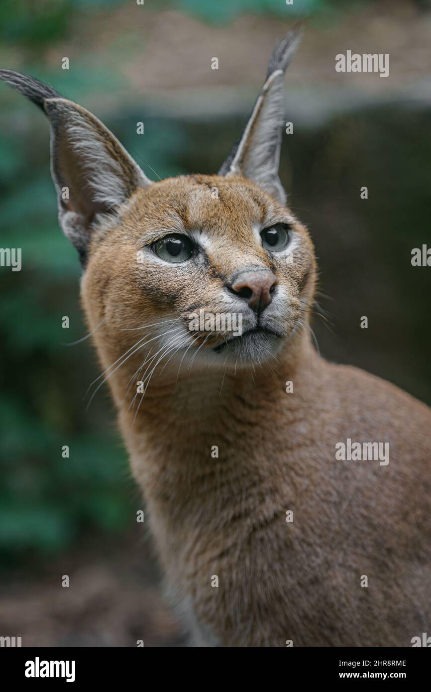Caracal cat up close hi-res stock photography and images - Alamy