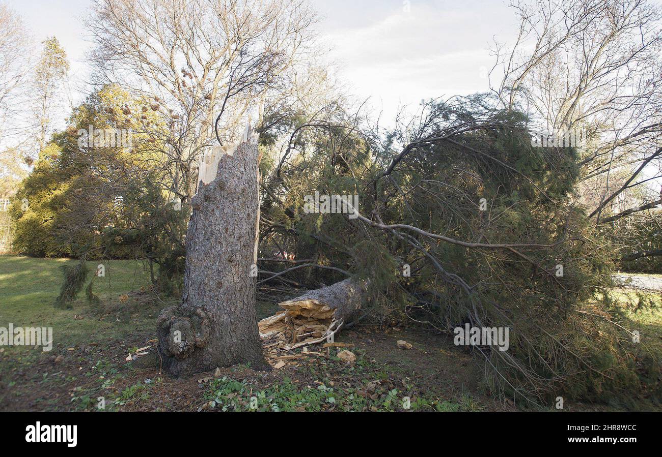 An uprooted tree caused by high winds is shown in the town of Hudson ...