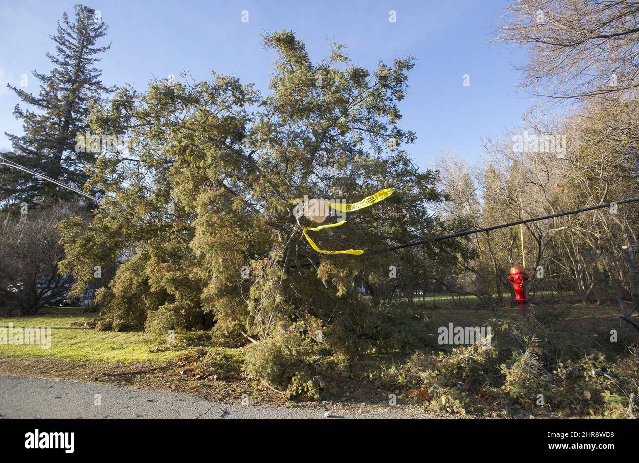 An uprooted tree caused by high winds is shown in the town of Hudson ...