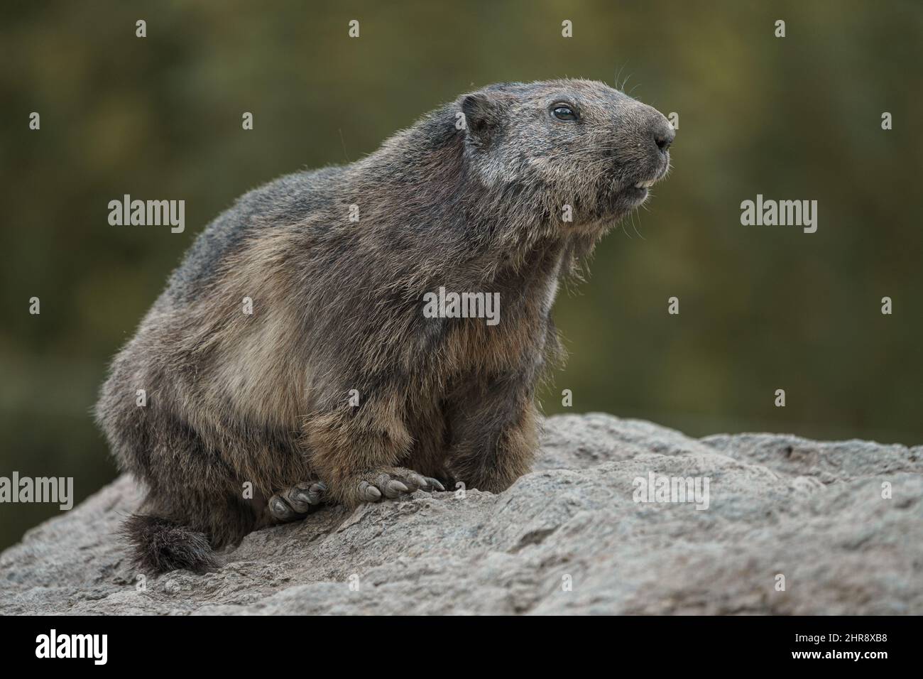 Marmotte alpine hi-res stock photography and images - Alamy
