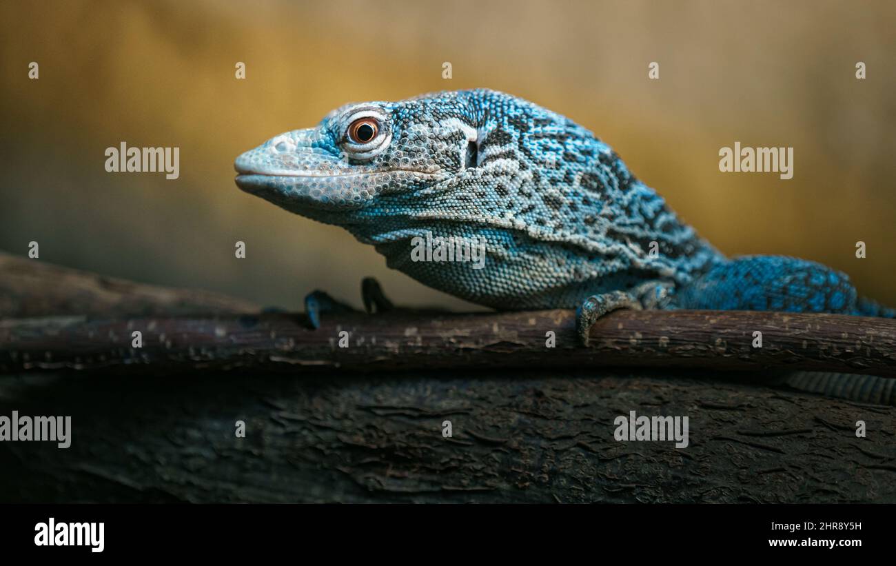 Blue tailed monitor hi-res stock photography and images - Alamy