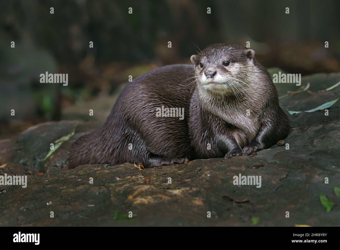 Baby oriental small clawed otter hi-res stock photography and images ...