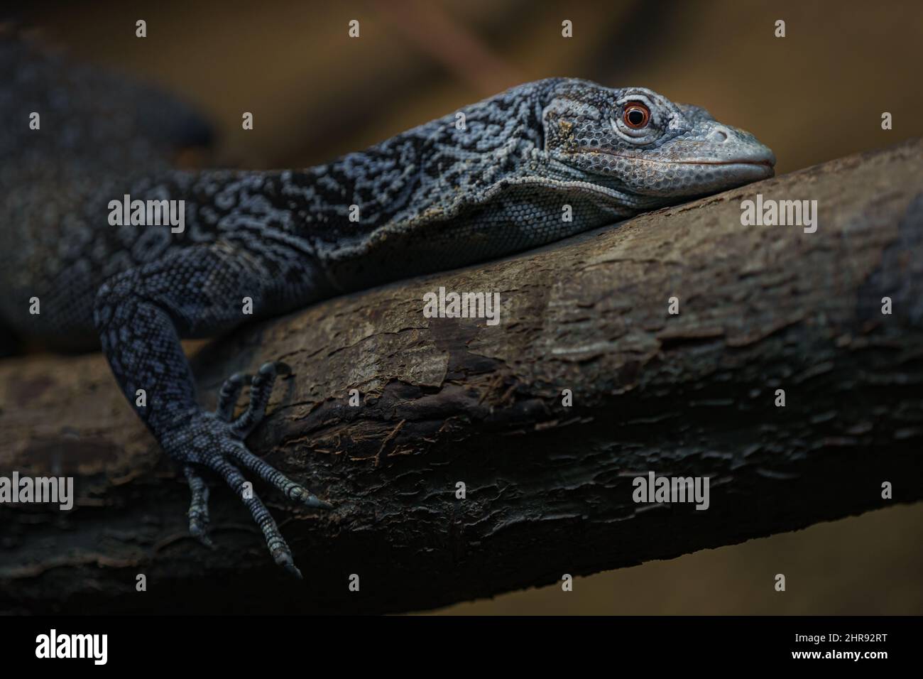 Blue tailed monitor hi-res stock photography and images - Alamy