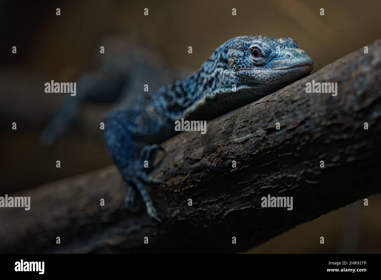 Blue tailed monitor hi-res stock photography and images - Alamy