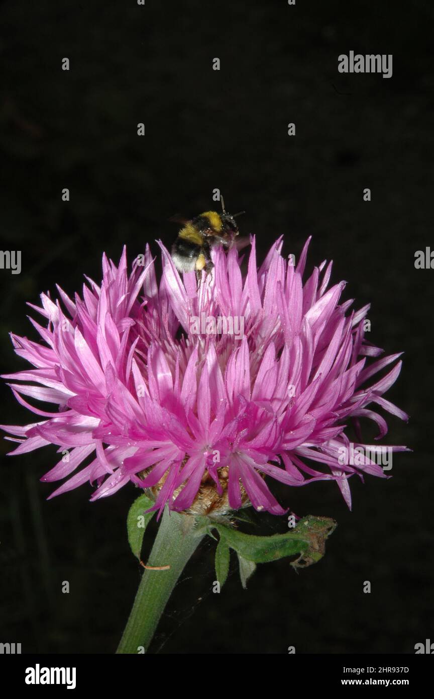 Flower over black. Taken at night with flash Stock Photo - Alamy
