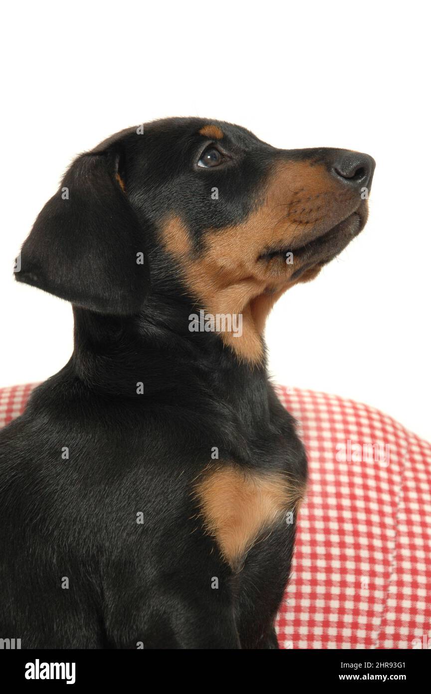 Sweet puppy dog posing in profile on white background Stock Photo - Alamy