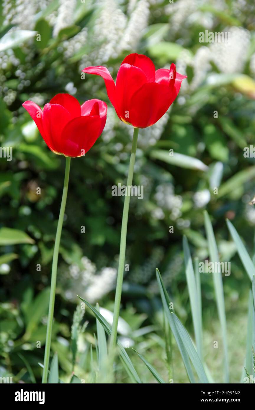 Two tulips are in focus. The other plants in the background are in blur ...