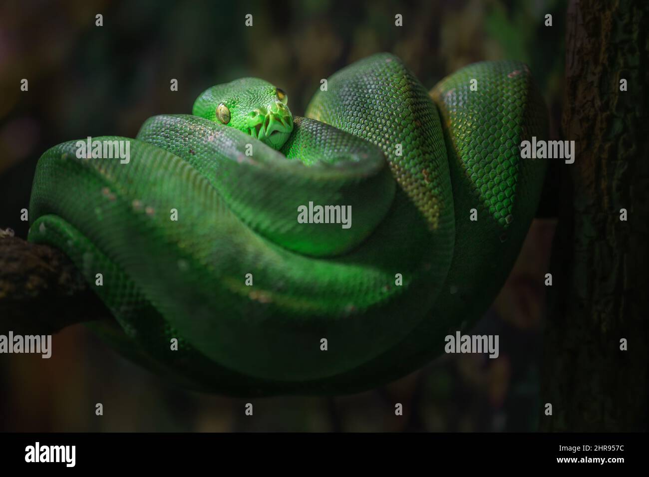 Illustration viper snake serpent head hi-res stock photography and ...