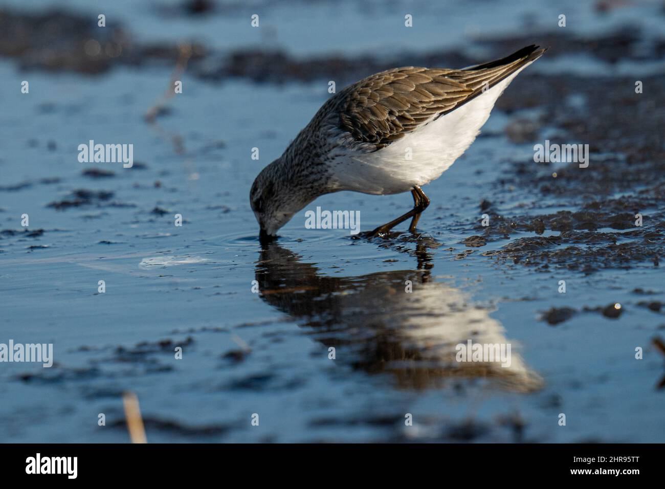 Selective of a wader in the water Stock Photo - Alamy
