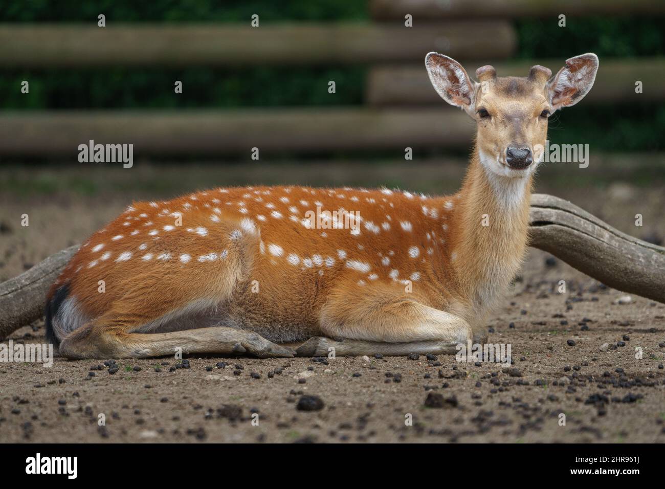 Vietnamese sika deer hi-res stock photography and images - Alamy