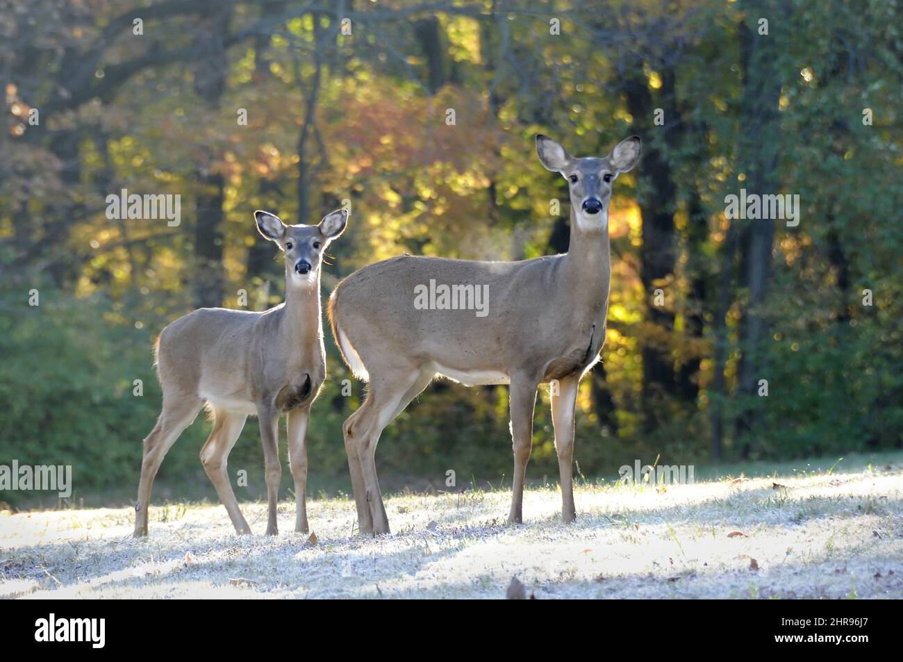 Two whitetail deer in the field with dense forest in the background in ...