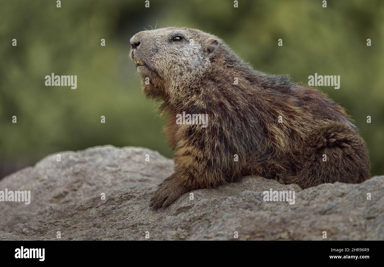 Marmotte alpine hi-res stock photography and images - Alamy