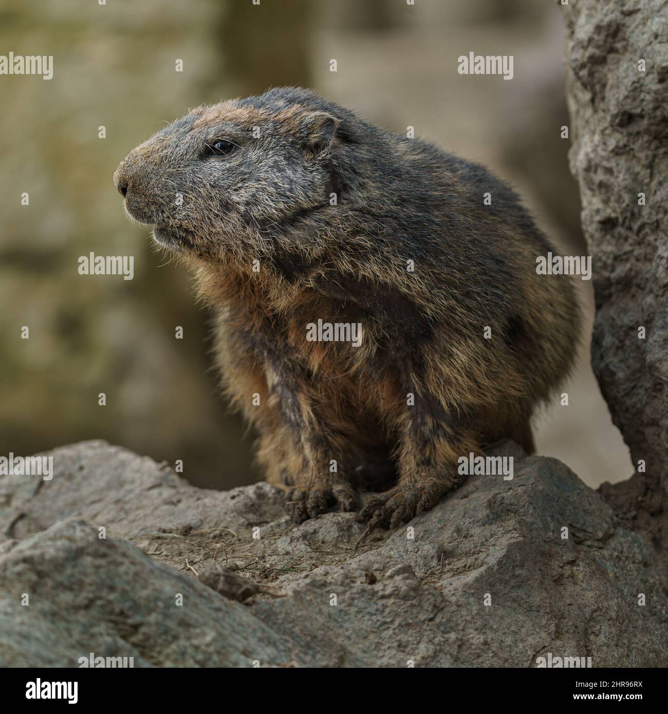 Marmotte alpine hi-res stock photography and images - Alamy