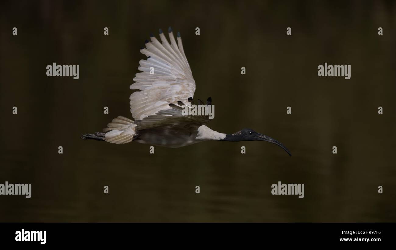 Australian bin chicken hi-res stock photography and images - Alamy