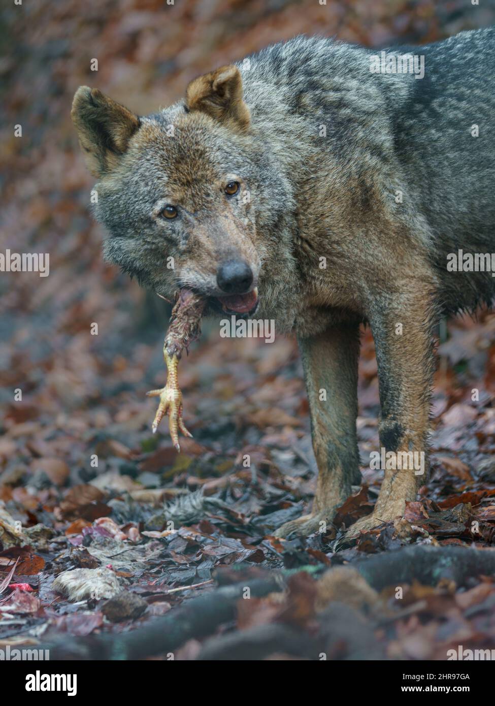 Grey outdoor hi-res stock photography and images - Alamy