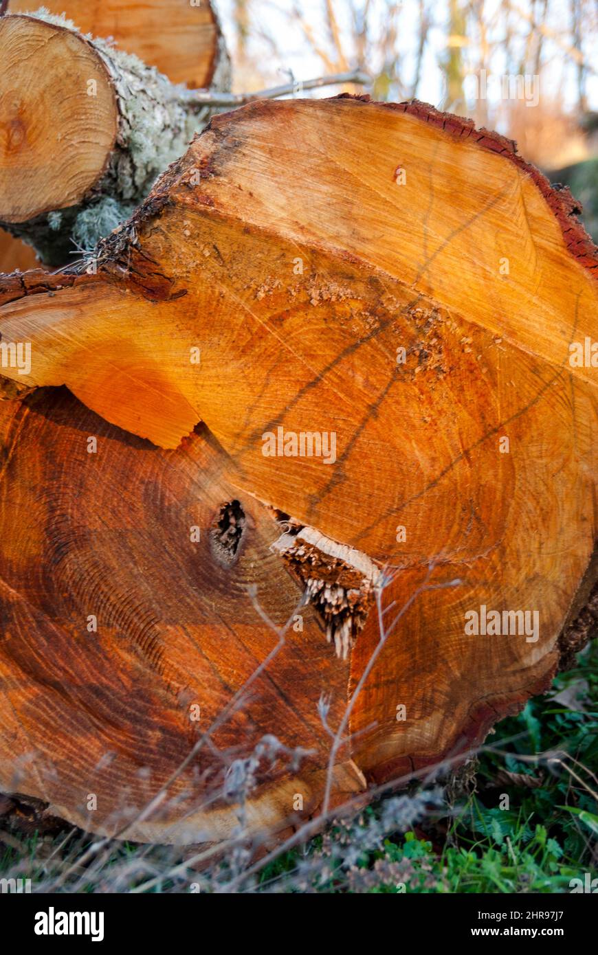 Freshly cut natural trunk with orange tone in the middle of the forest ...